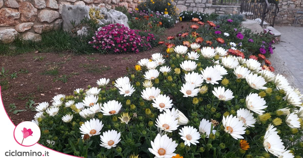 Perché dovresti coltivare la dimorfoteca al posto delle solite margherite