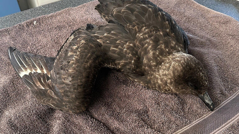 Dead birds wash up on WA coastline as expert warns of black swan 'wipe ...