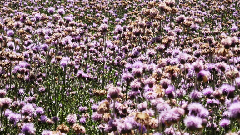 La primavera se resiste a desvanecerse