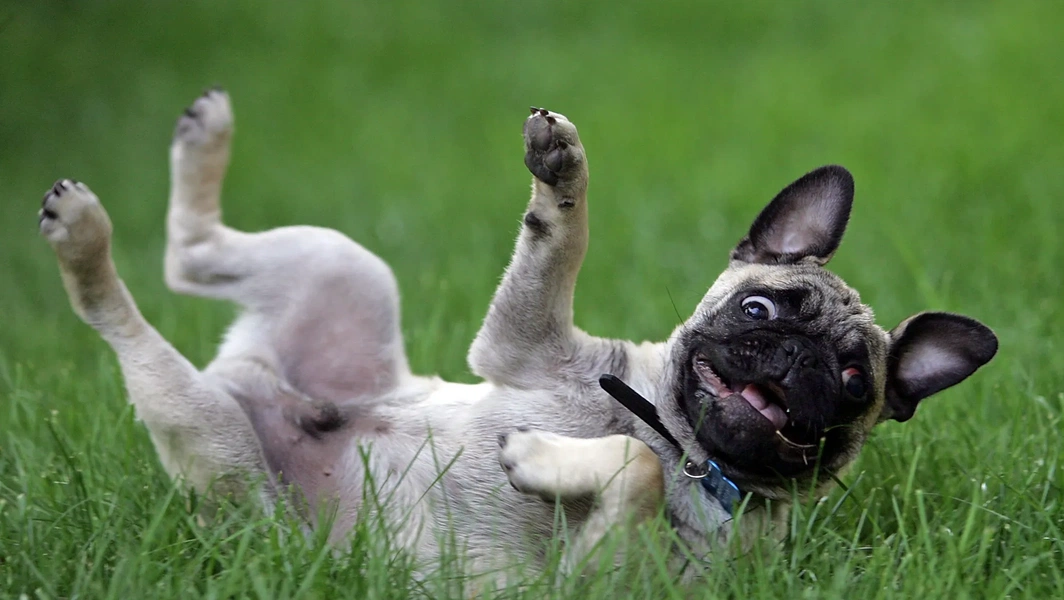 20 dog breeds known for loyalty and affection