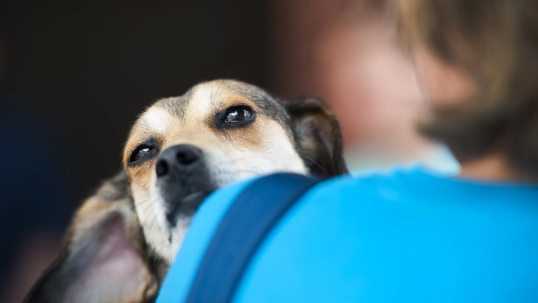 10 common human behaviors that stress dogs
