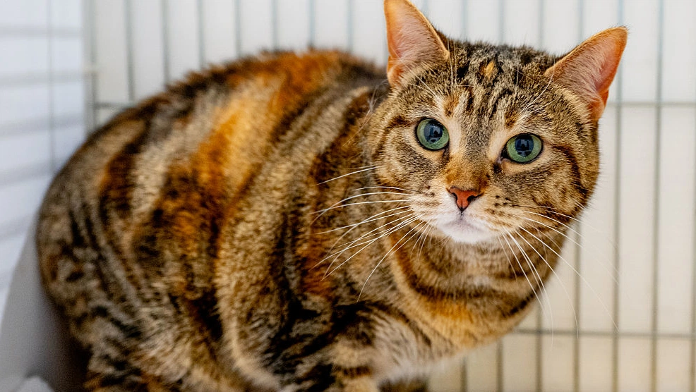 Recognizing behavioral signs of cat stress