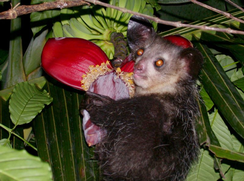 15 mythical-looking animals you won’t believe are real