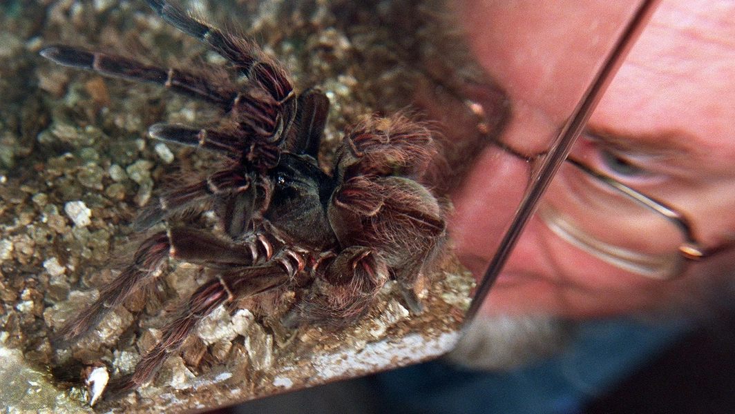 Goliath bird-eating spider revealed as rainforest apex ambush predator