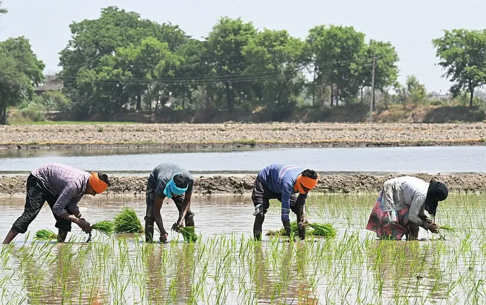 HAU Hisar, FAO Bangkok partner for sustainable rice farming