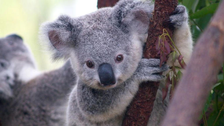 Los científicos coinciden: la sobrepoblación de koalas en Australia ...