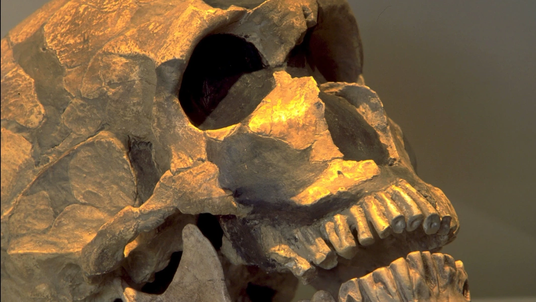 Neanderthal kinship and connections from Stajnia Cave