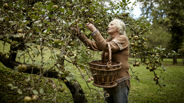 10 fruit trees that can grow fruit for over 100 years in your backyard