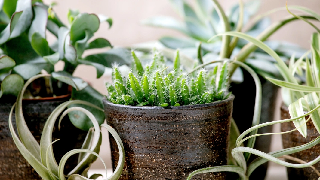6 low-maintenance trailing and vining houseplants