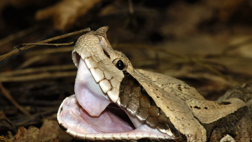 Gaboon viper: Africa’s largest venomous snake