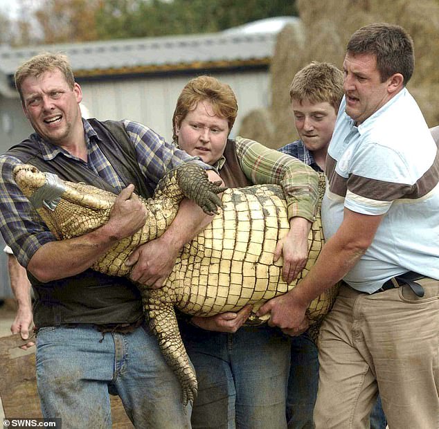 Boy, 3, now stable after being bitten by saltwater crocodile in attack ...