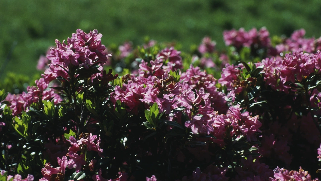 10 plants that are dangerous for dogs