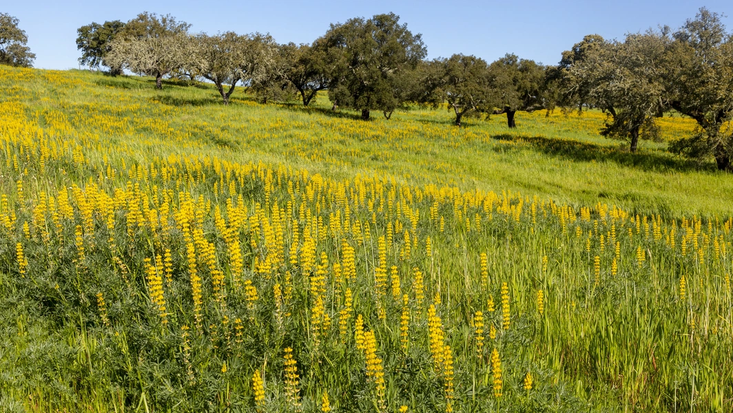13 flowers that boost soil health and biodiversity