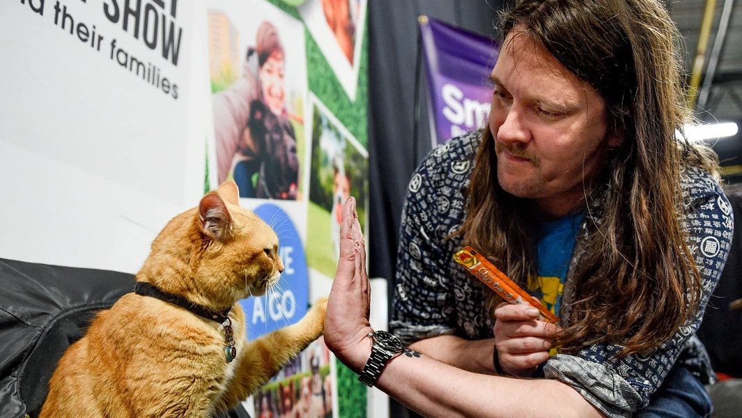 7 heartwarming stories of stray cats finding homes