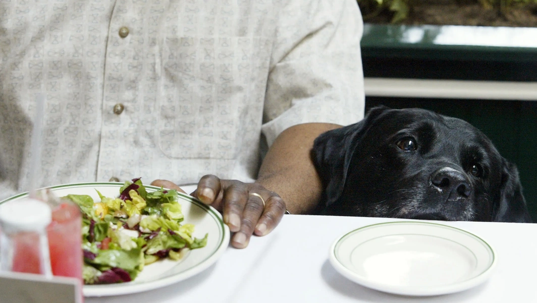 Understanding why dogs stare at their owners