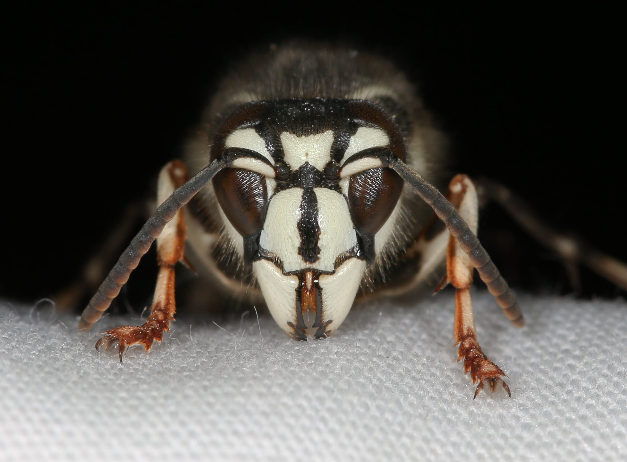 How to rank the world's most painful insect stings