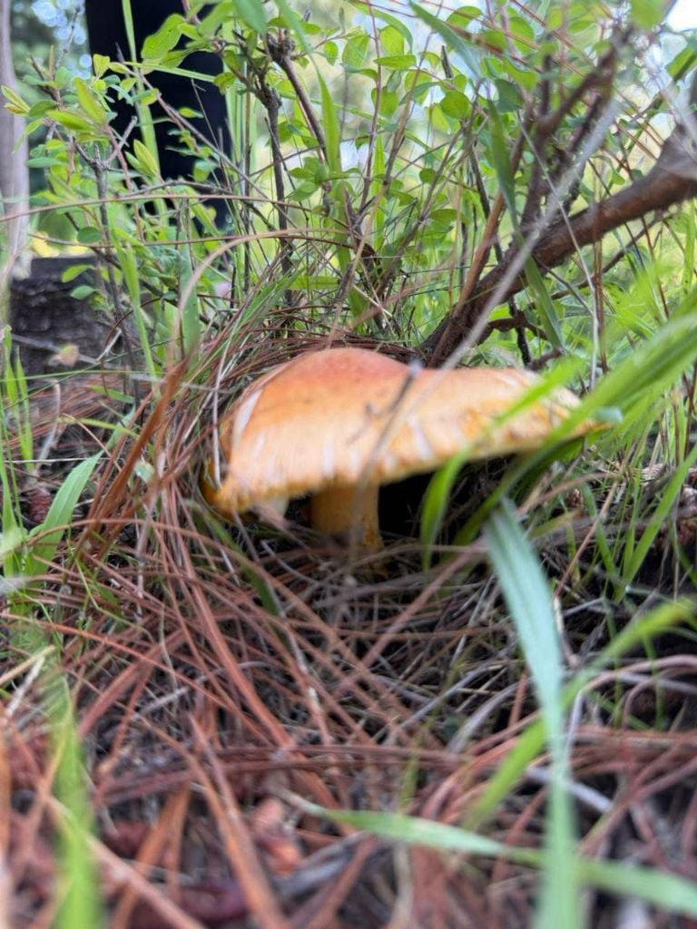 Inicia recolección de hongos silvestres en Amecameca, Estado de México