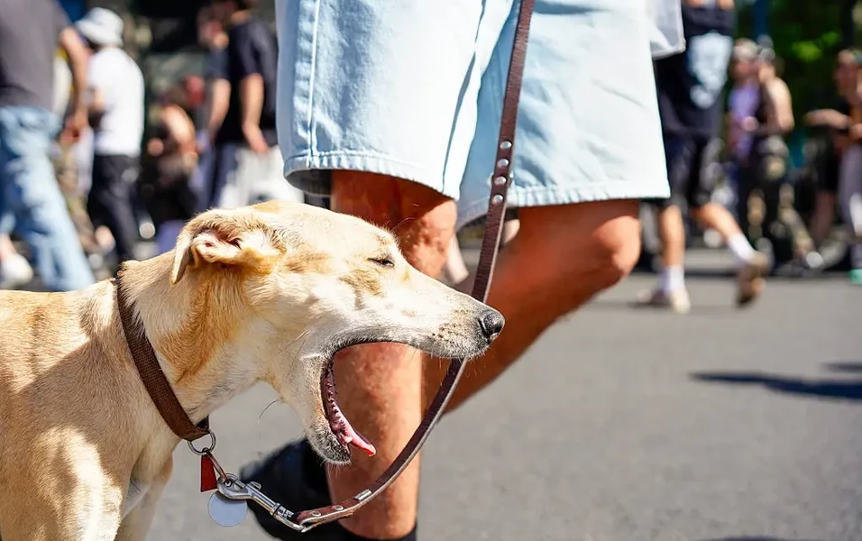 Experts share tips to make dog walks safer