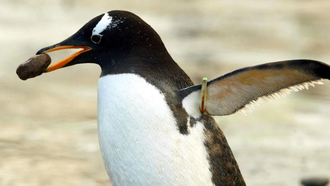 9 fascinating and unusual animal behaviors