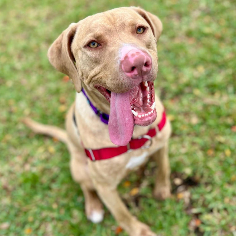 Meet Benito, a high-energy mixed-breed who loves adventure and puzzles