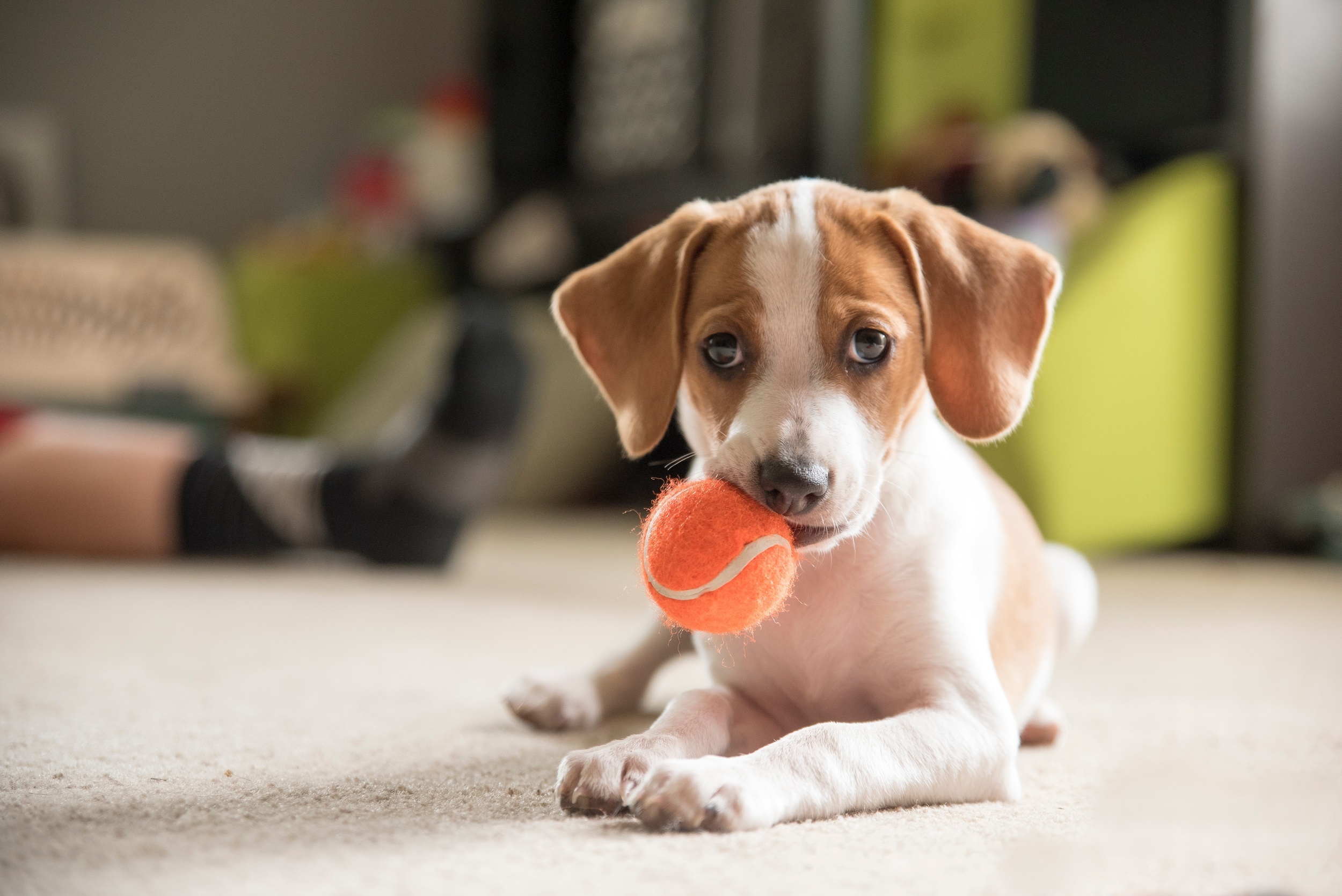 New pet owner? Here are 18 essential tips for first-time animal parents