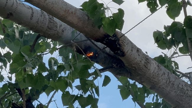 Tree catches fire after falling on power line
