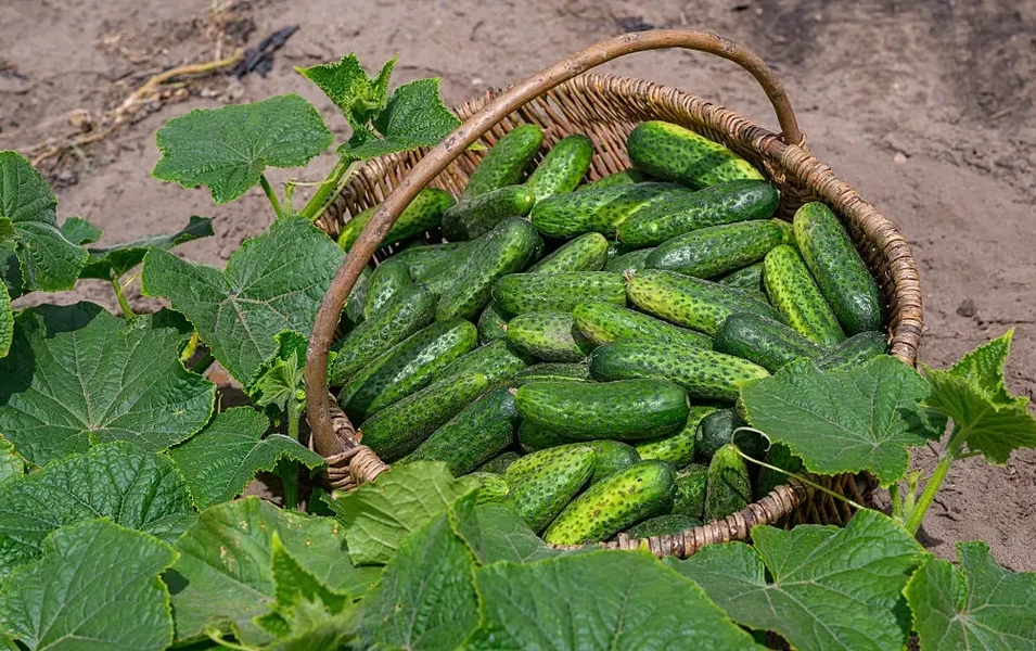Cucumber care tips every home gardener needs