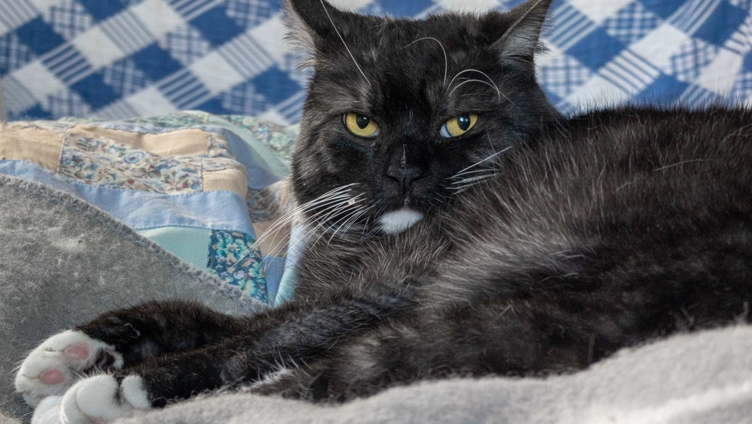 8 common human behaviors cats dislike
