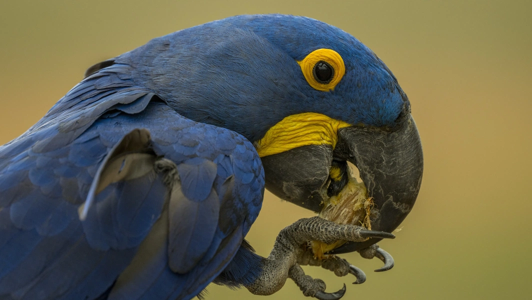 Macaws show off brains, beauty, and big hearts