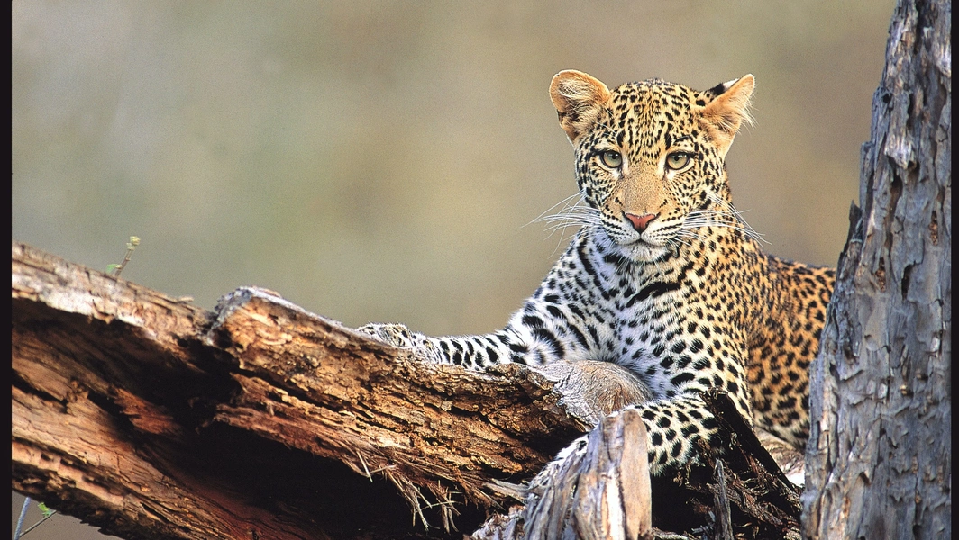 9 award-winning and candid wildlife moments