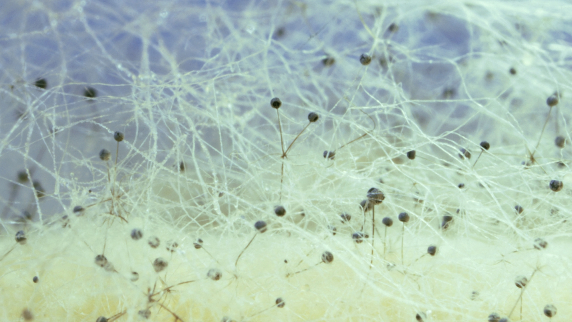 There’s an unfathomably huge network of fungi lurking beneath the Earth