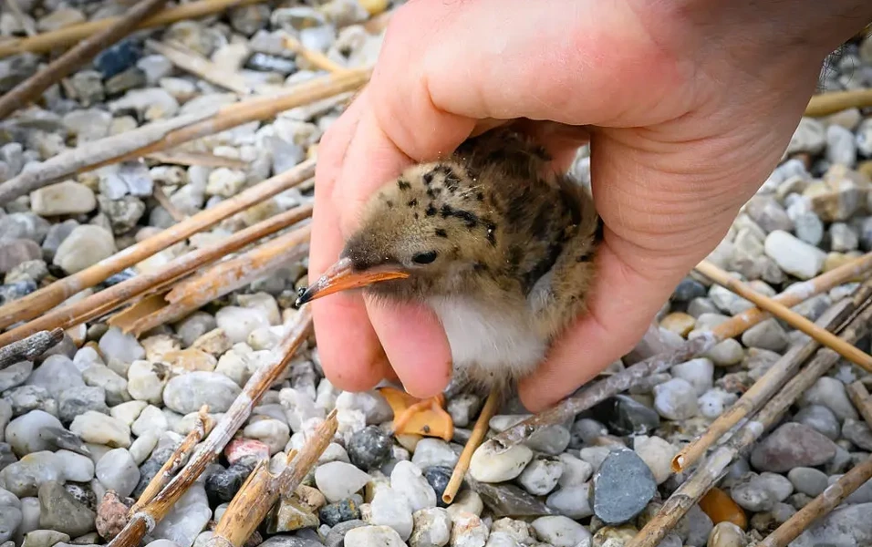 What to do if you find a baby bird
