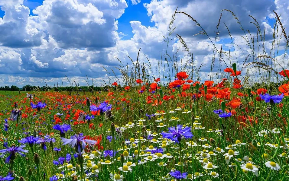 Summer flowers that thrive through the heat