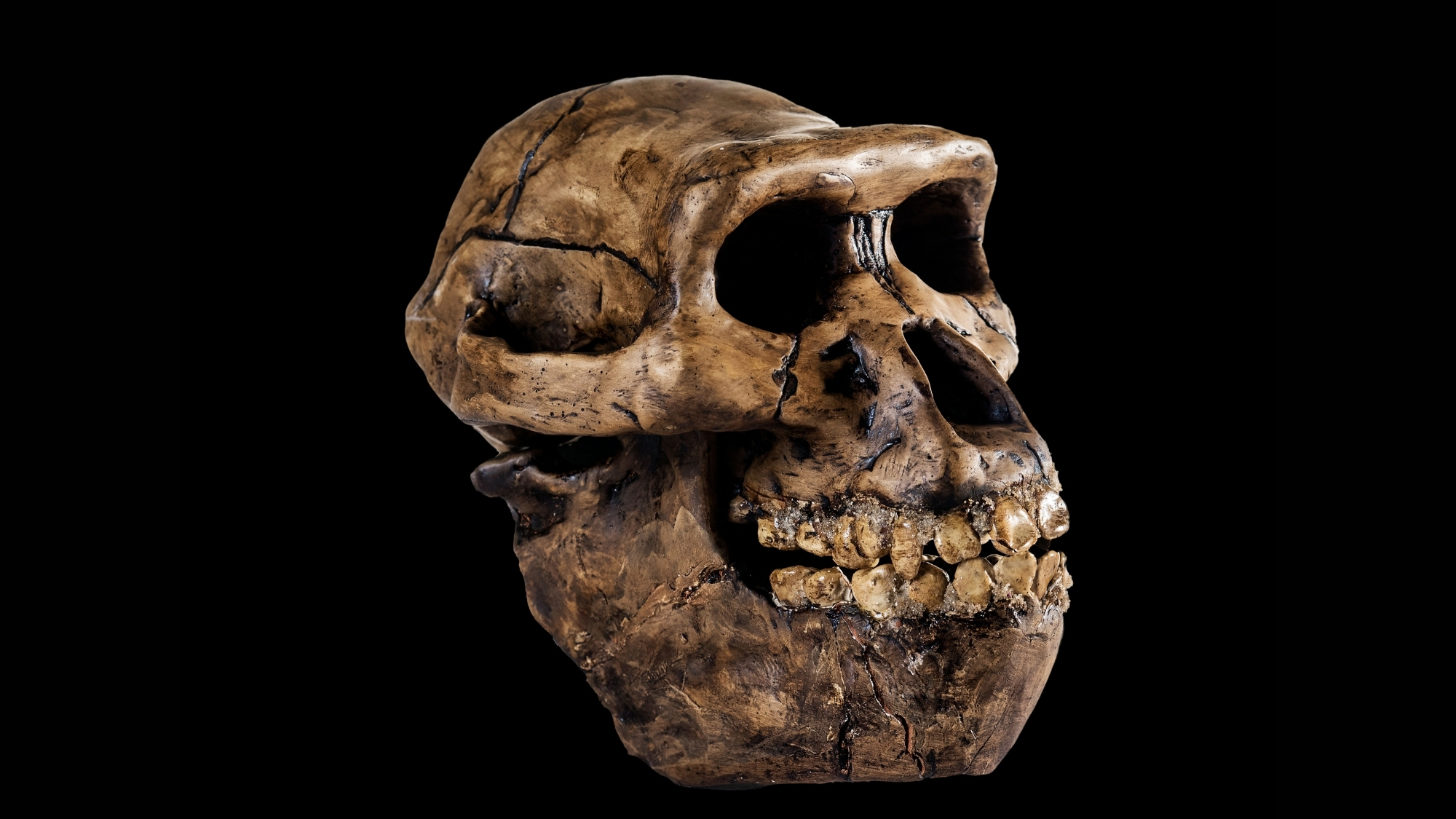 Neanderthal babies may have been more human than we realized, new study ...