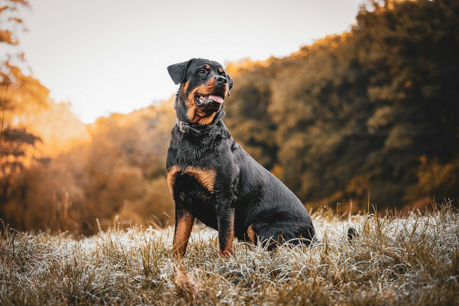 Dog breeds known for strong protective instincts at home