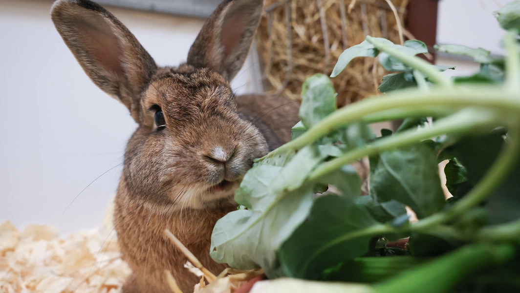 Comprehensive strategies for rabbit-proofing homes and gardens
