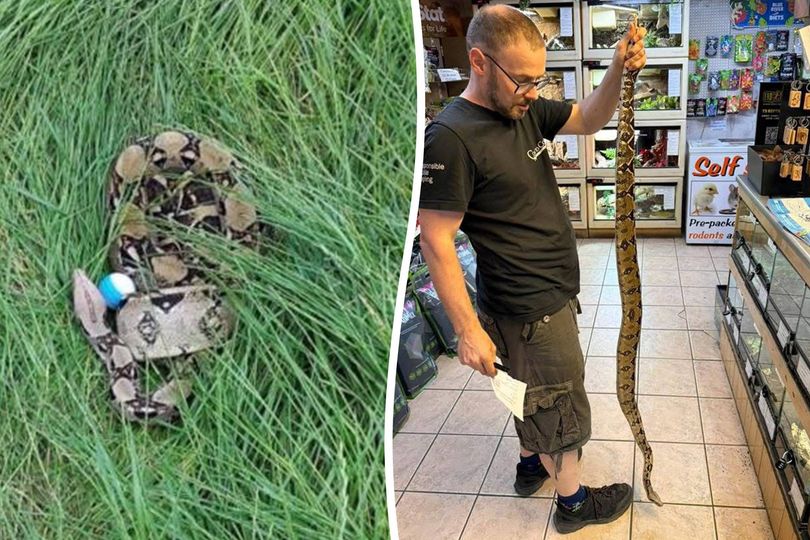 Girl, 12, finds 6ft boa constrictor on North East golf course after ...