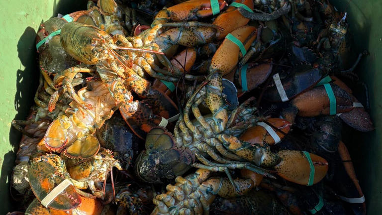 Lower quality in winter lobster harvest concerning some in NS industry