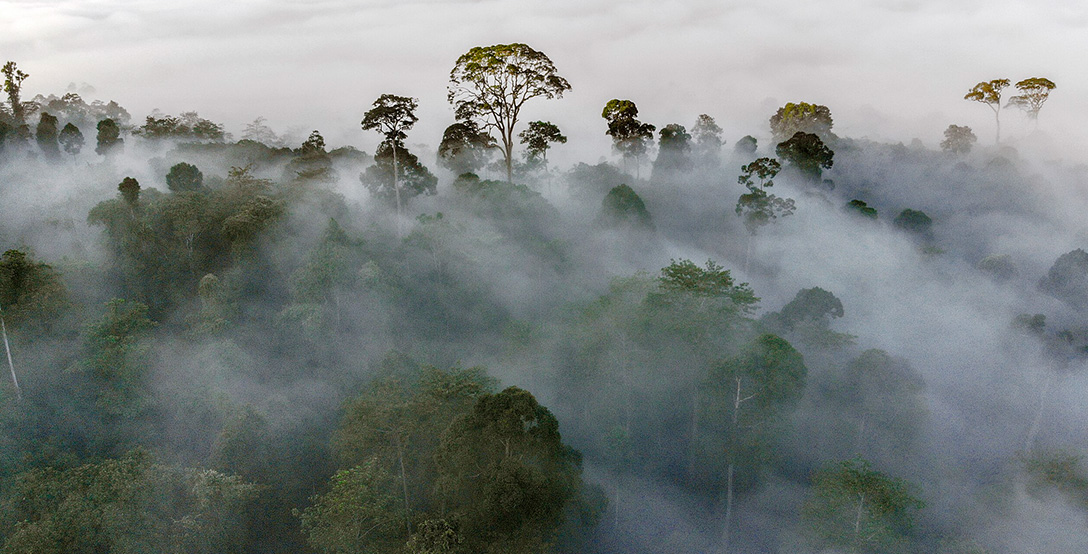 15 photos inside the world’s old-growth forests