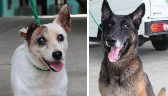 PDEA retires 9 narco detection dogs, opens adoption for hero dogs