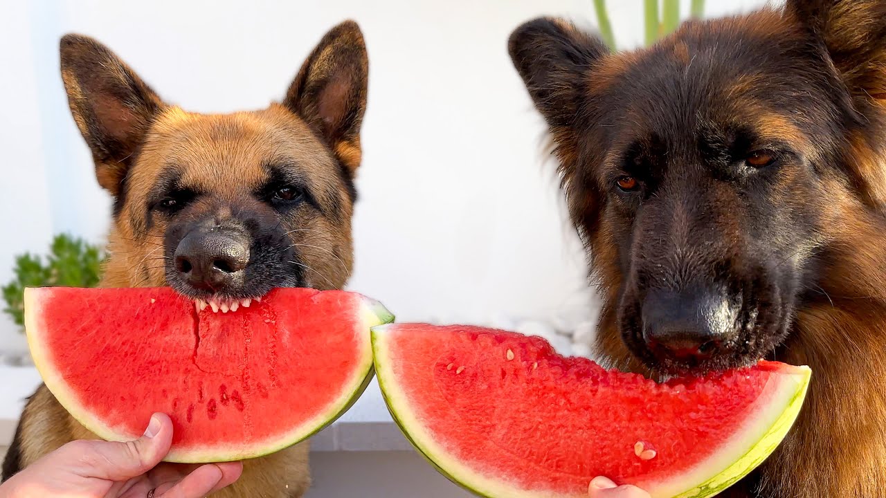 Watermelon battle between two funny German shepherds