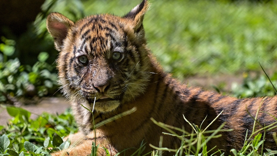 19 critically endangered animals around the world