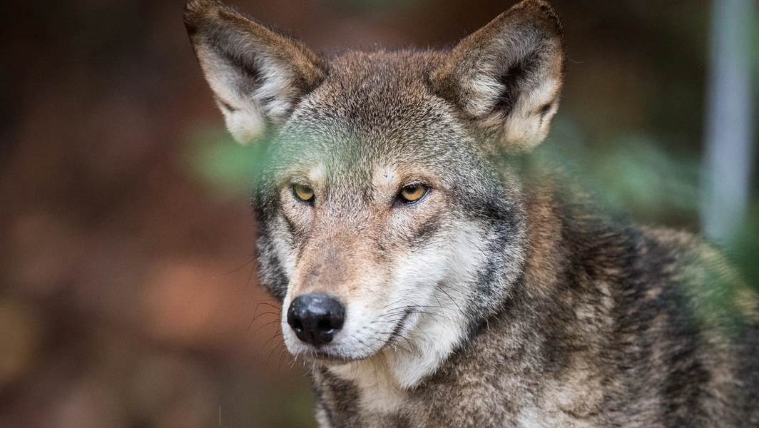 6 endangered species making a comeback
