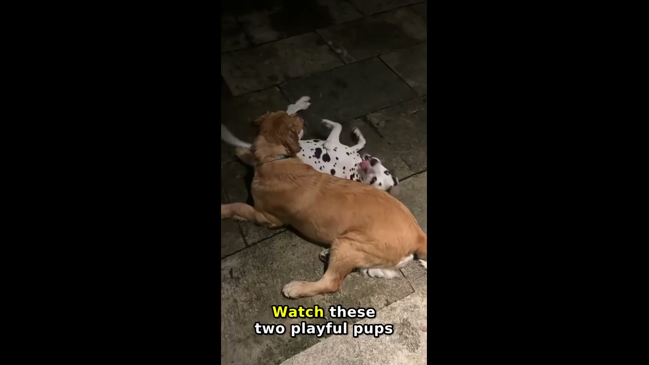 Playful dogs get tangled on a walk