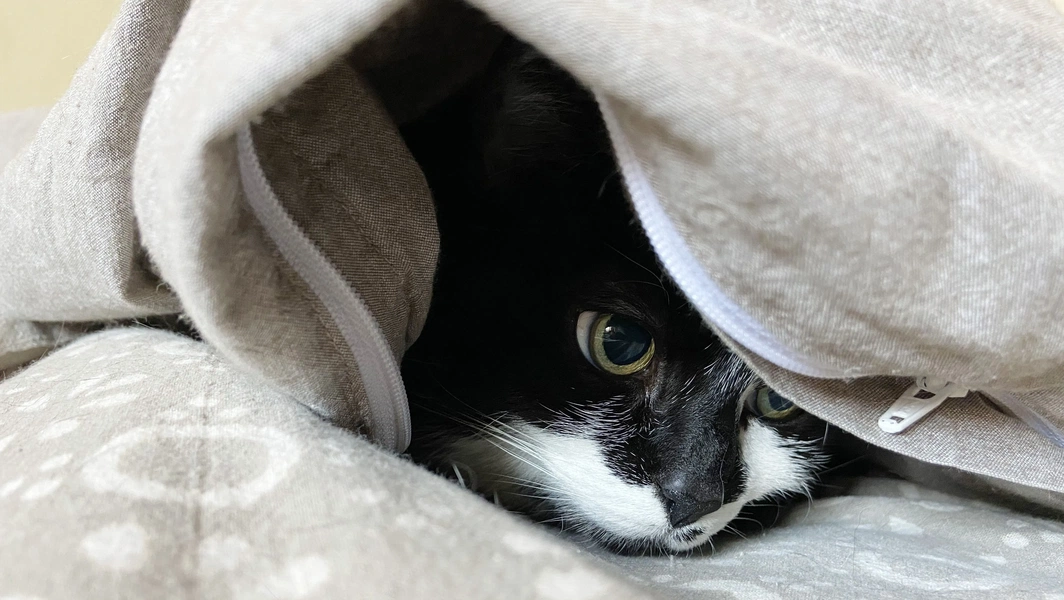 Recognizing behavioral signs of cat stress