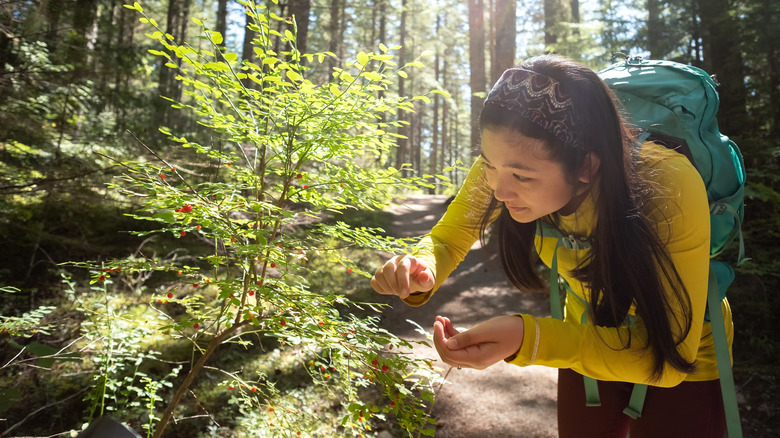 How to tell the difference between common edible plants and their ...