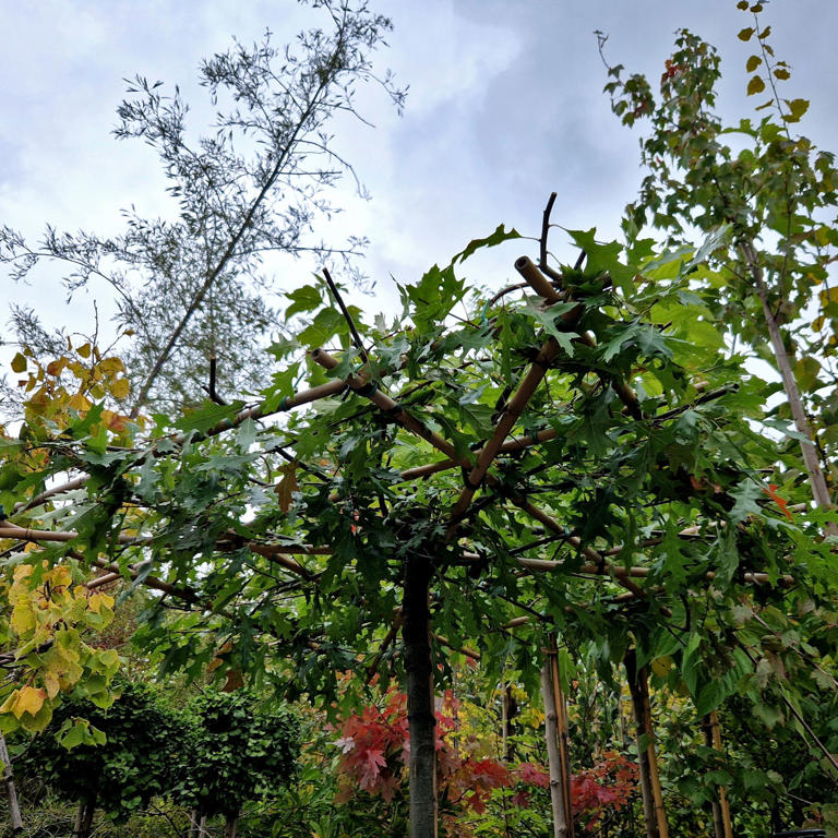 Nigella Lawson's parasol trees are a beautiful way to create natural ...