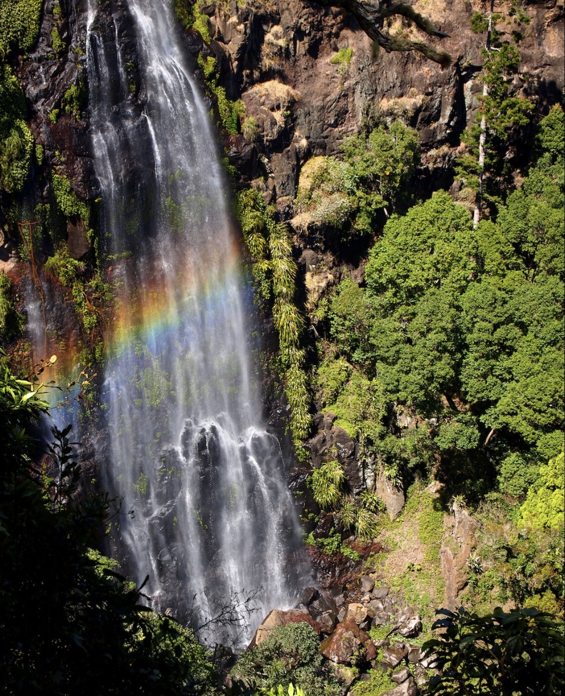 15 photos inside the world’s old-growth forests