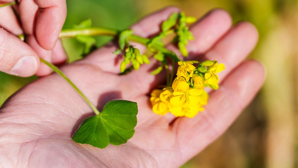 13 flowers that boost soil health and biodiversity