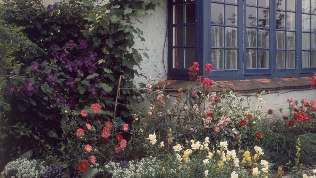 10 essential plants for a thriving cottage garden